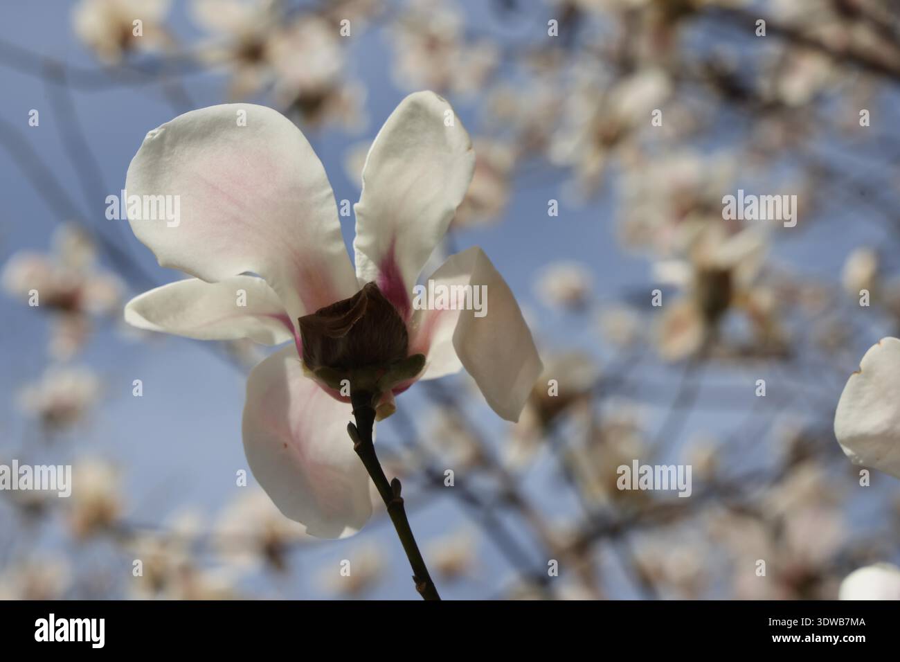 Magnolia flowers bloom in Minhang Cultural Park, Shanghai, China, 23 ...