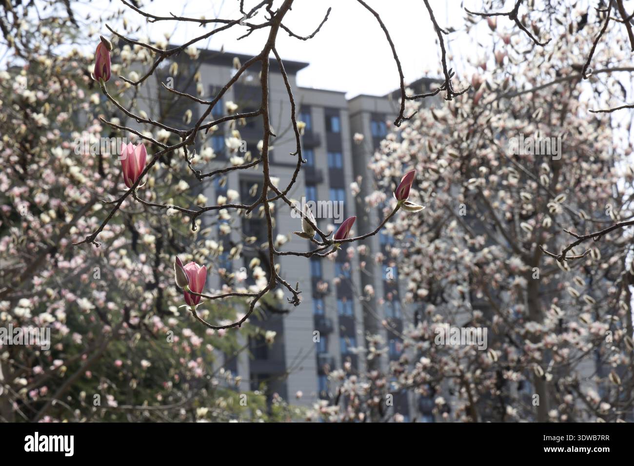 Magnolia flowers bloom in Minhang Cultural Park, Shanghai, China, 23 ...