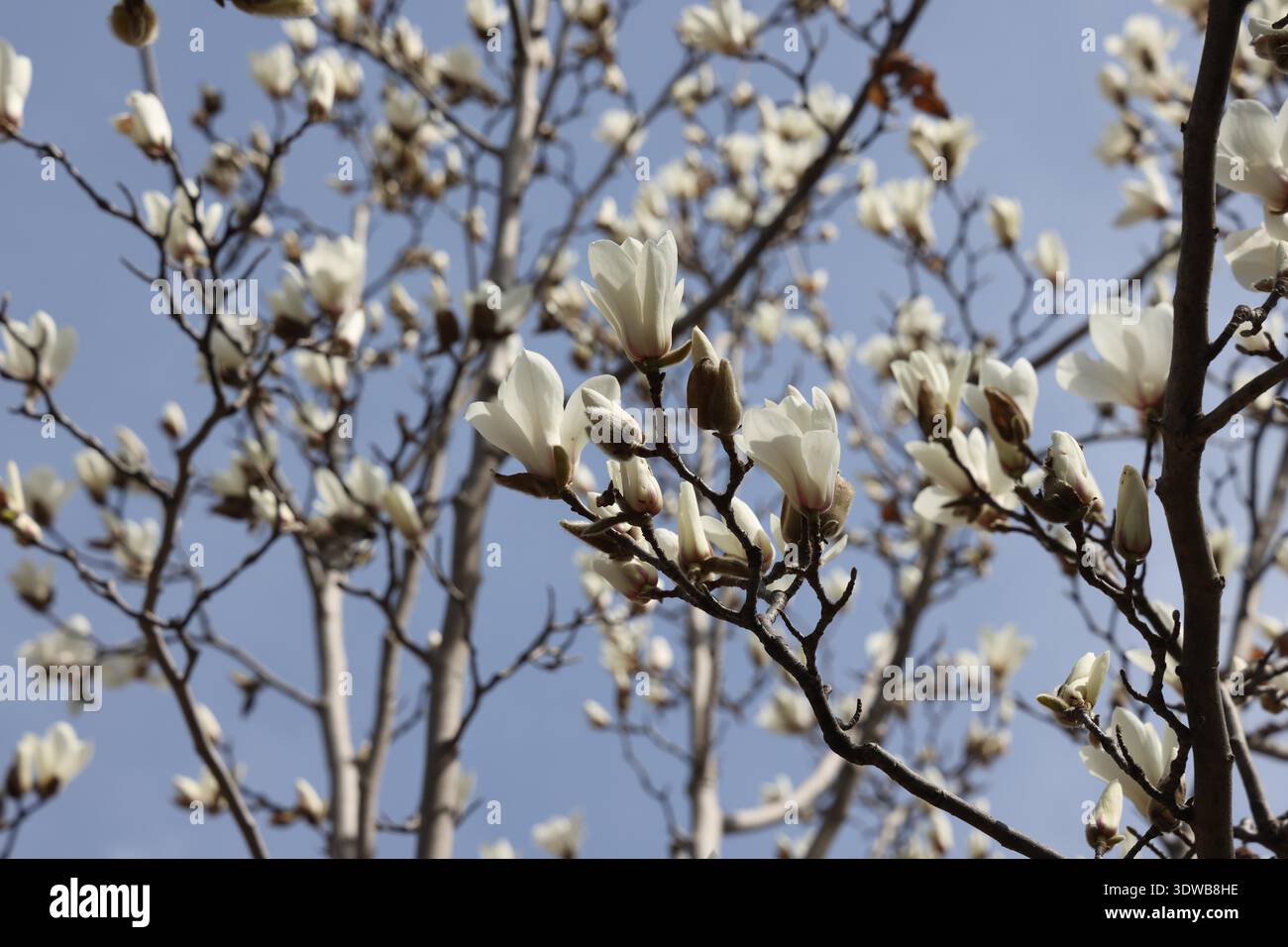 Magnolia flowers bloom in Minhang Cultural Park, Shanghai, China, 23 ...