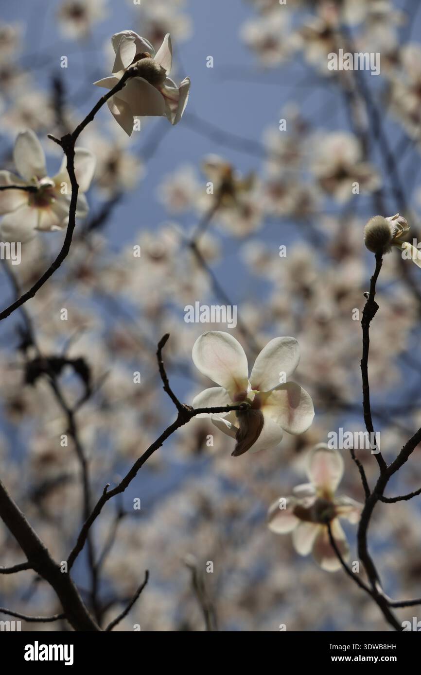 Magnolia flowers bloom in Minhang Cultural Park, Shanghai, China, 23 ...
