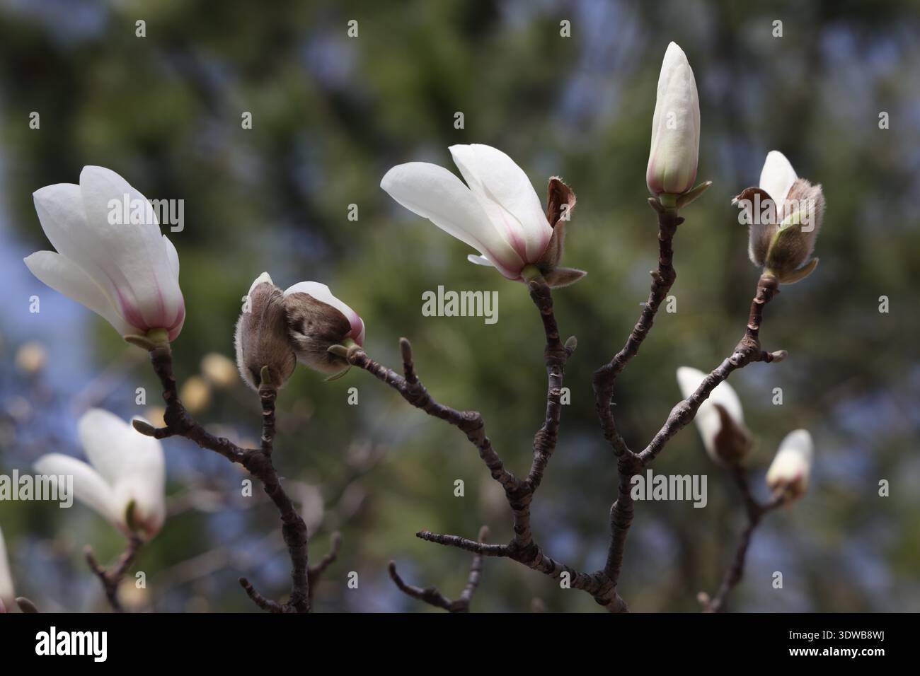 Magnolia flowers bloom in Minhang Cultural Park, Shanghai, China, 23 ...