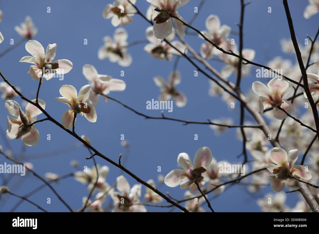 Magnolia flowers bloom in Minhang Cultural Park, Shanghai, China, 23 ...