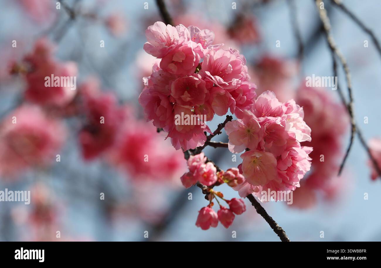 Cherry blossoms bloom at Kunming Zoo in Kunming City, southwest China's ...