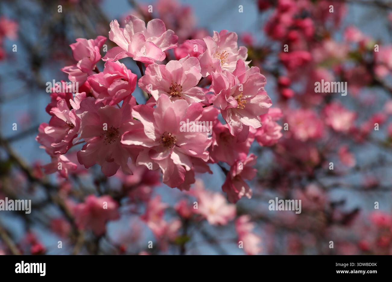 Cherry blossoms bloom at Kunming Zoo in Kunming City, southwest China's ...