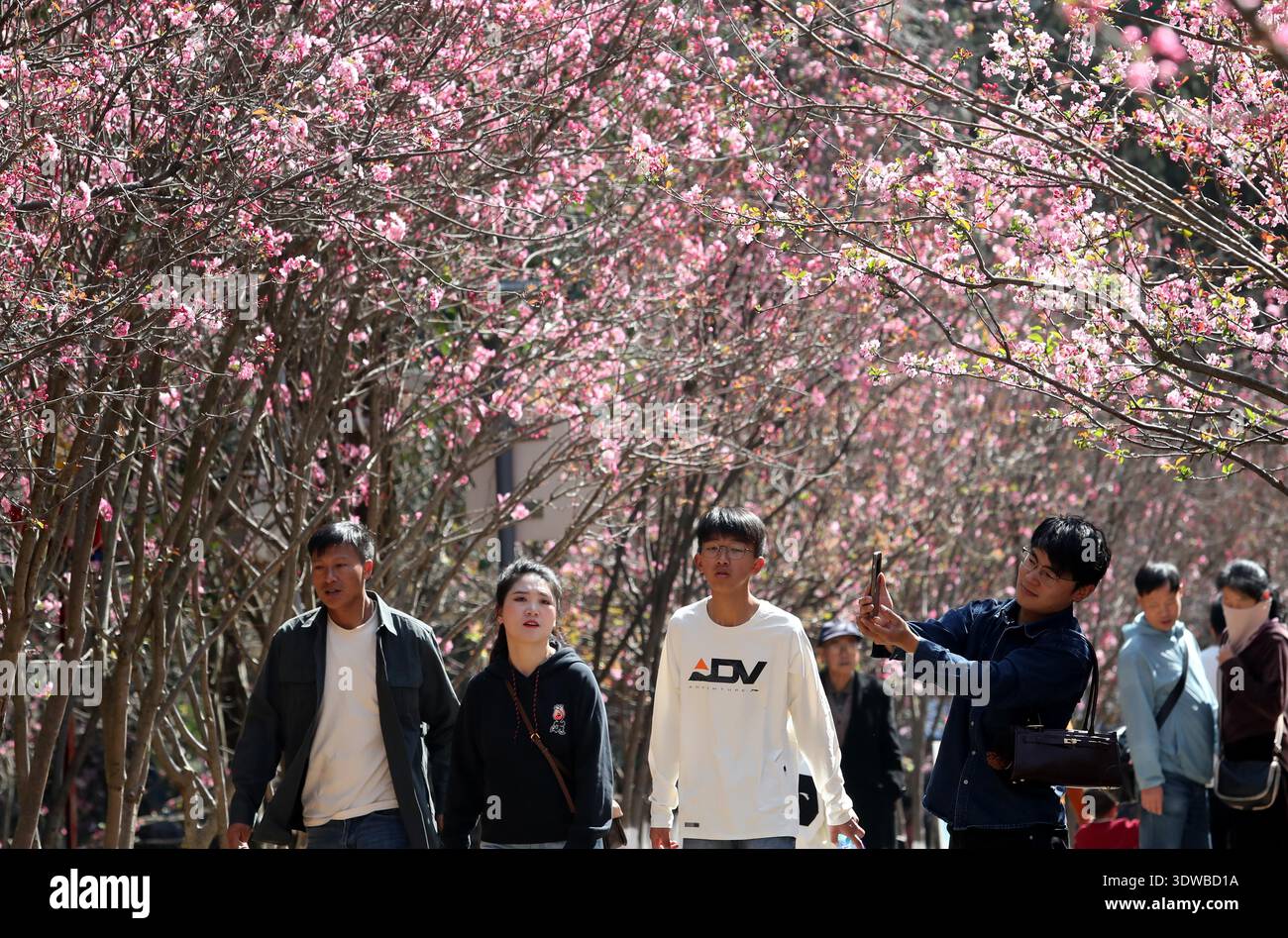 Cherry blossoms bloom at Kunming Zoo in Kunming City, southwest China's ...