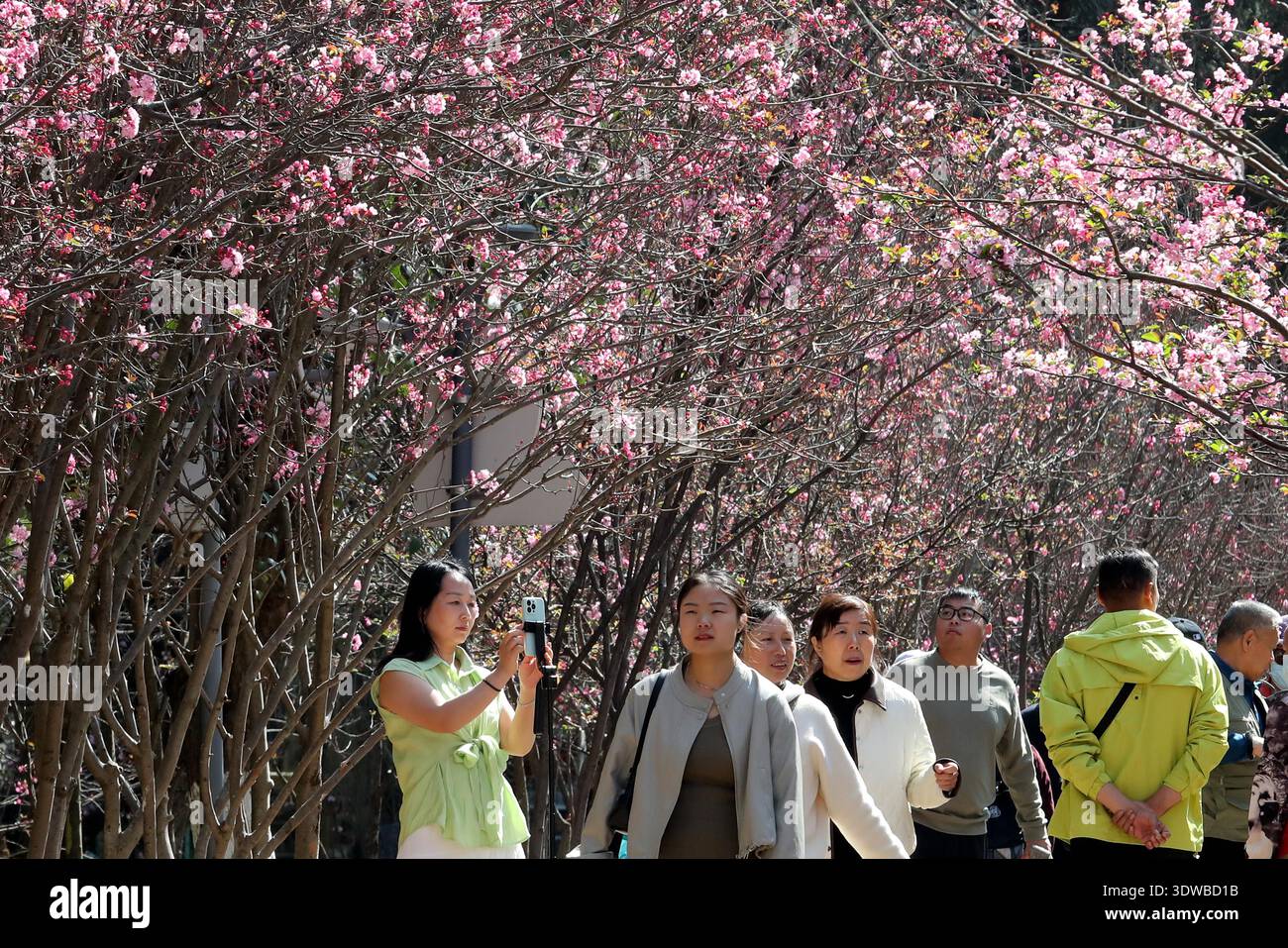 Cherry blossoms bloom at Kunming Zoo in Kunming City, southwest China's ...