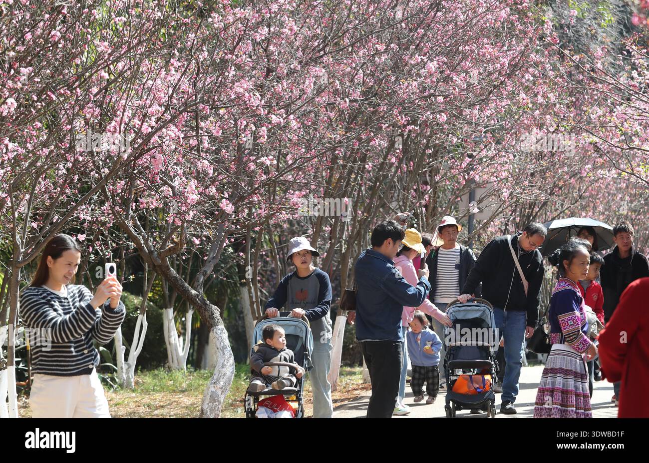 Cherry blossoms bloom at Kunming Zoo in Kunming City, southwest China's ...