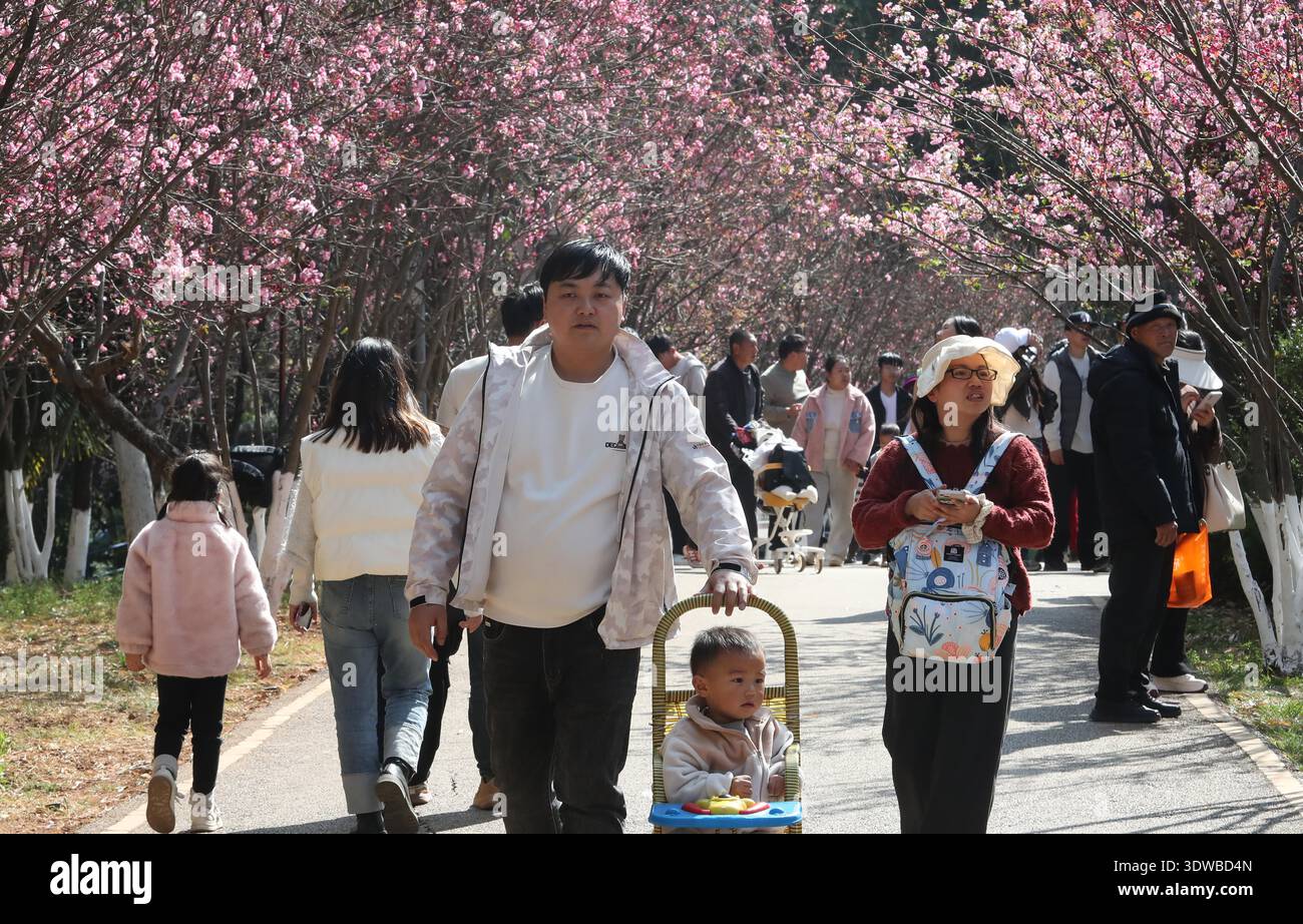Cherry blossoms bloom at Kunming Zoo in Kunming City, southwest China's ...