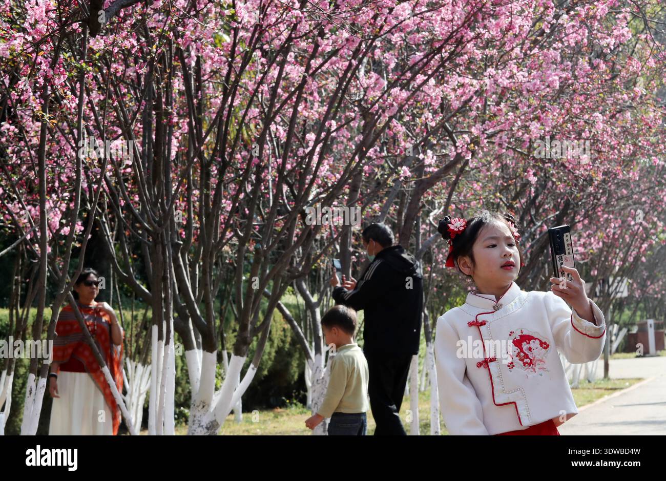 Cherry blossoms bloom at Kunming Zoo in Kunming City, southwest China's ...