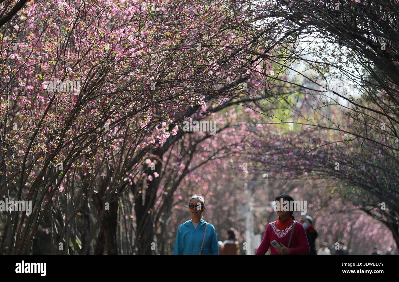 Cherry blossoms bloom at Kunming Zoo in Kunming City, southwest China's ...