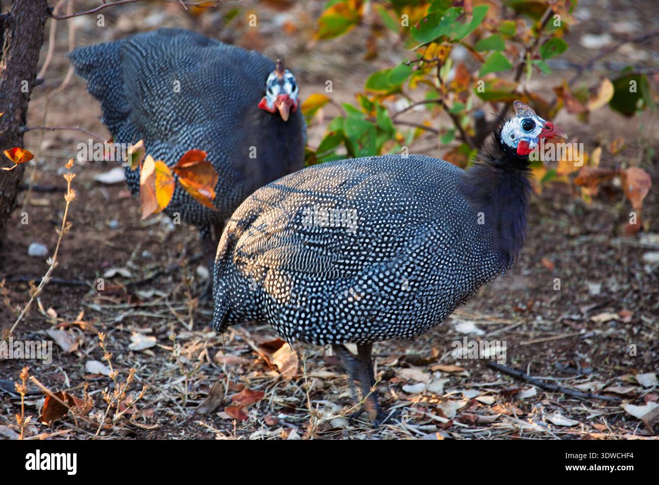 Kgaka hi-res stock photography and images - Alamy