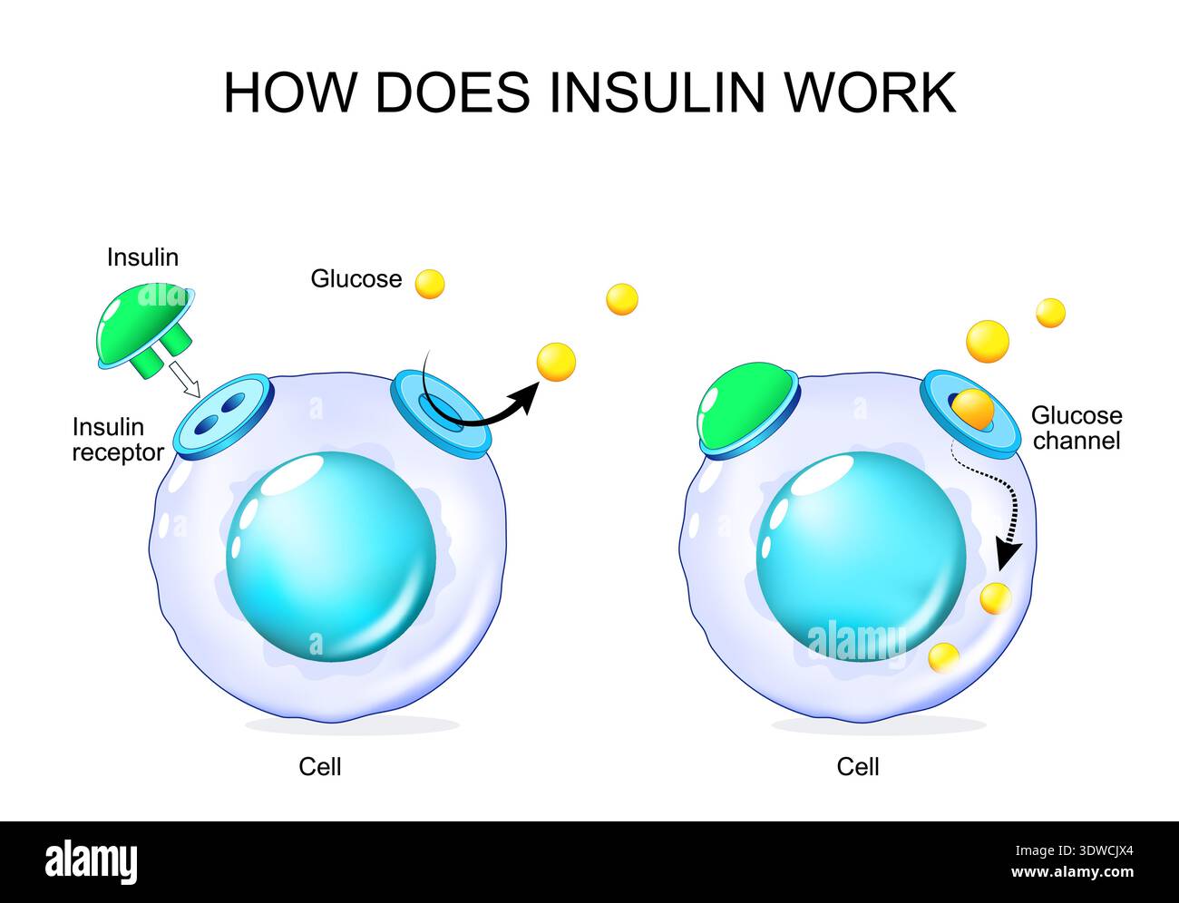 How does insulin work. Cell with Glucose channel and Insulin receptor ...