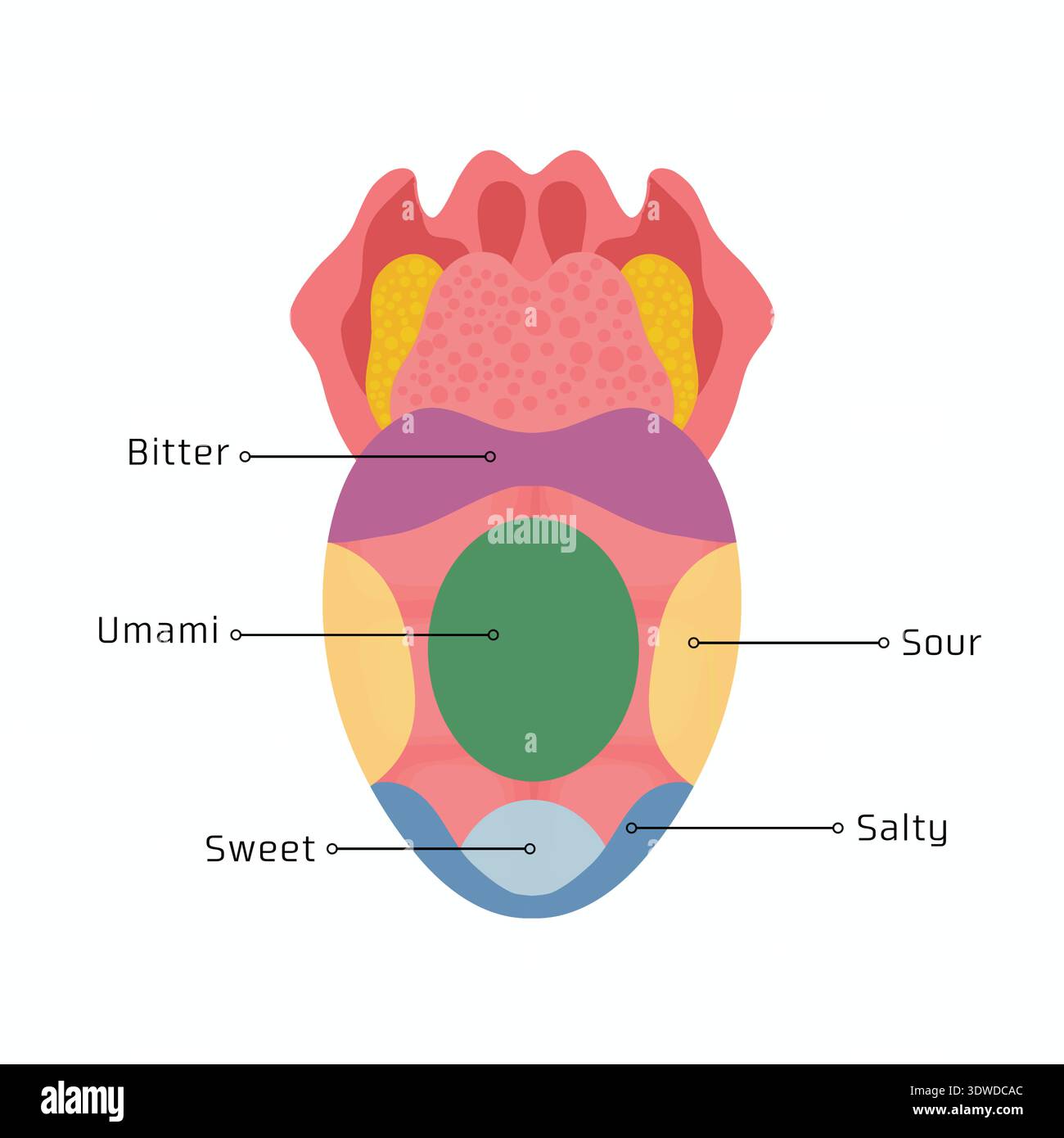 Educational illustration of the human tongue anatomy showing taste ...