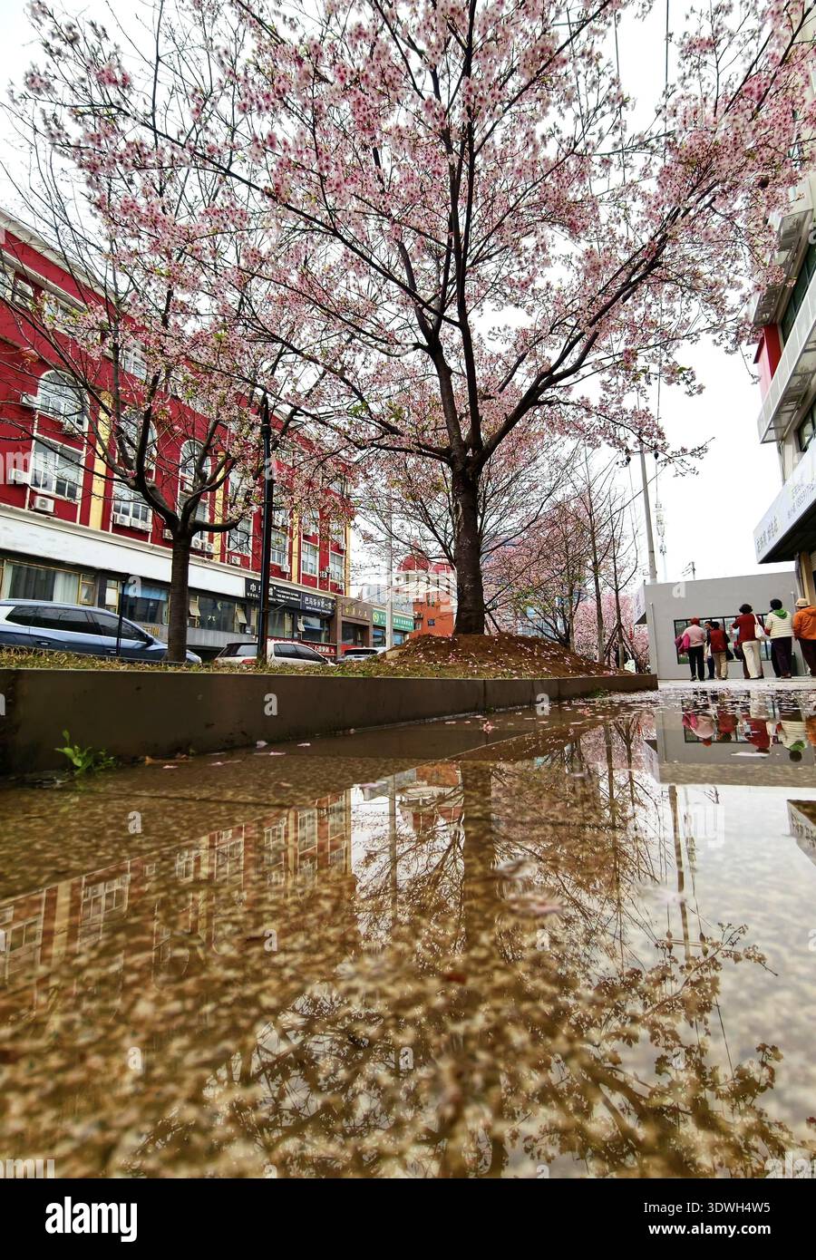 **CHINESE MAINLAND, HONG KONG, MACAU AND TAIWAN OUT** Cherry blossom ...