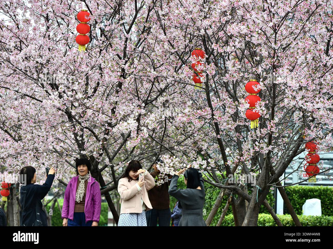 **CHINESE MAINLAND, HONG KONG, MACAU AND TAIWAN OUT** Cherry blossom ...