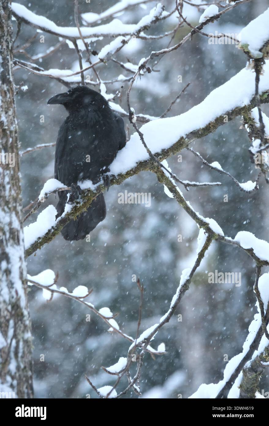 Raven in snow storm hi-res stock photography and images - Alamy
