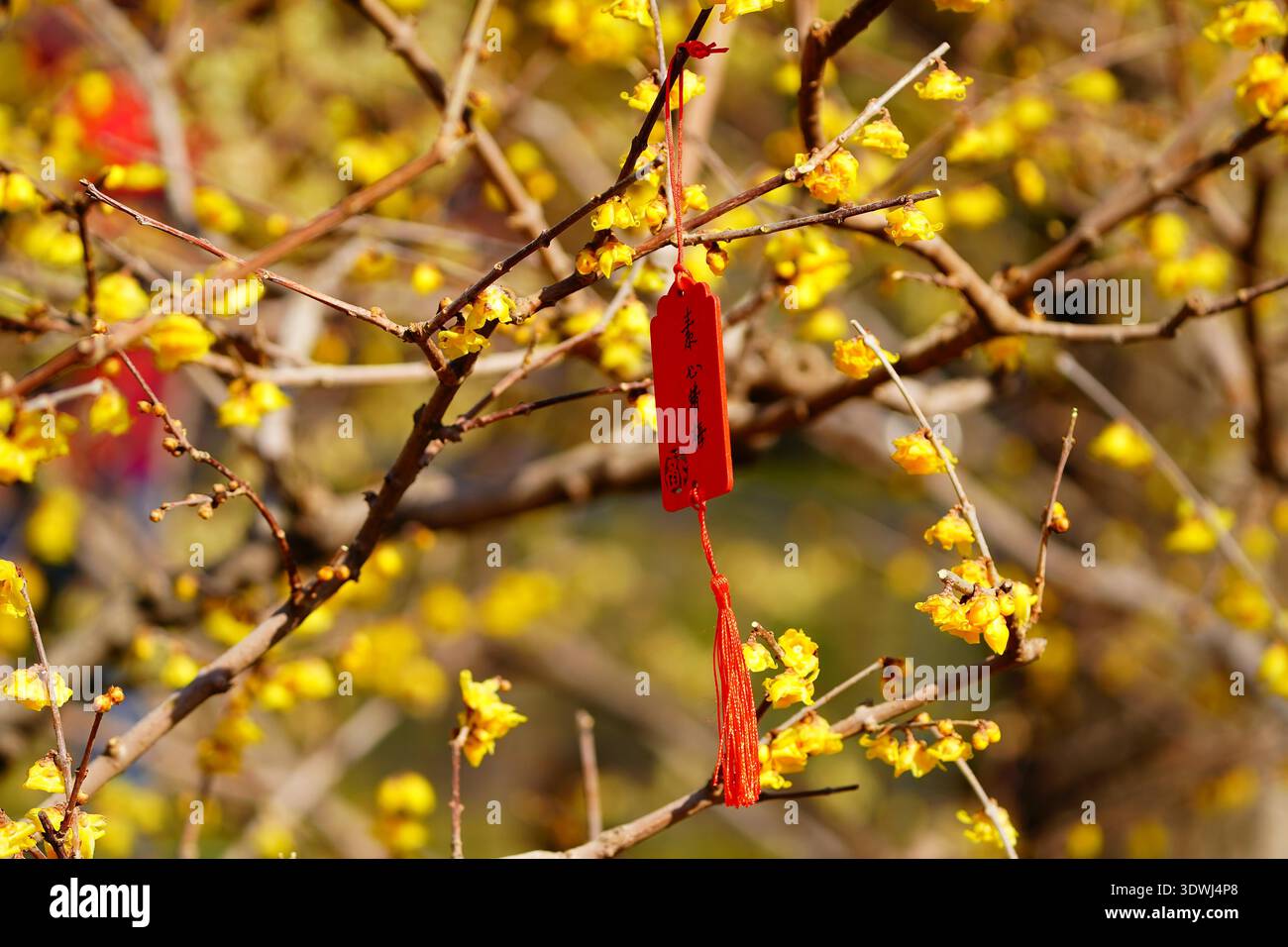 Wax plum blossoms reach full bloom at Yuyuantan Park in Beijing, China ...