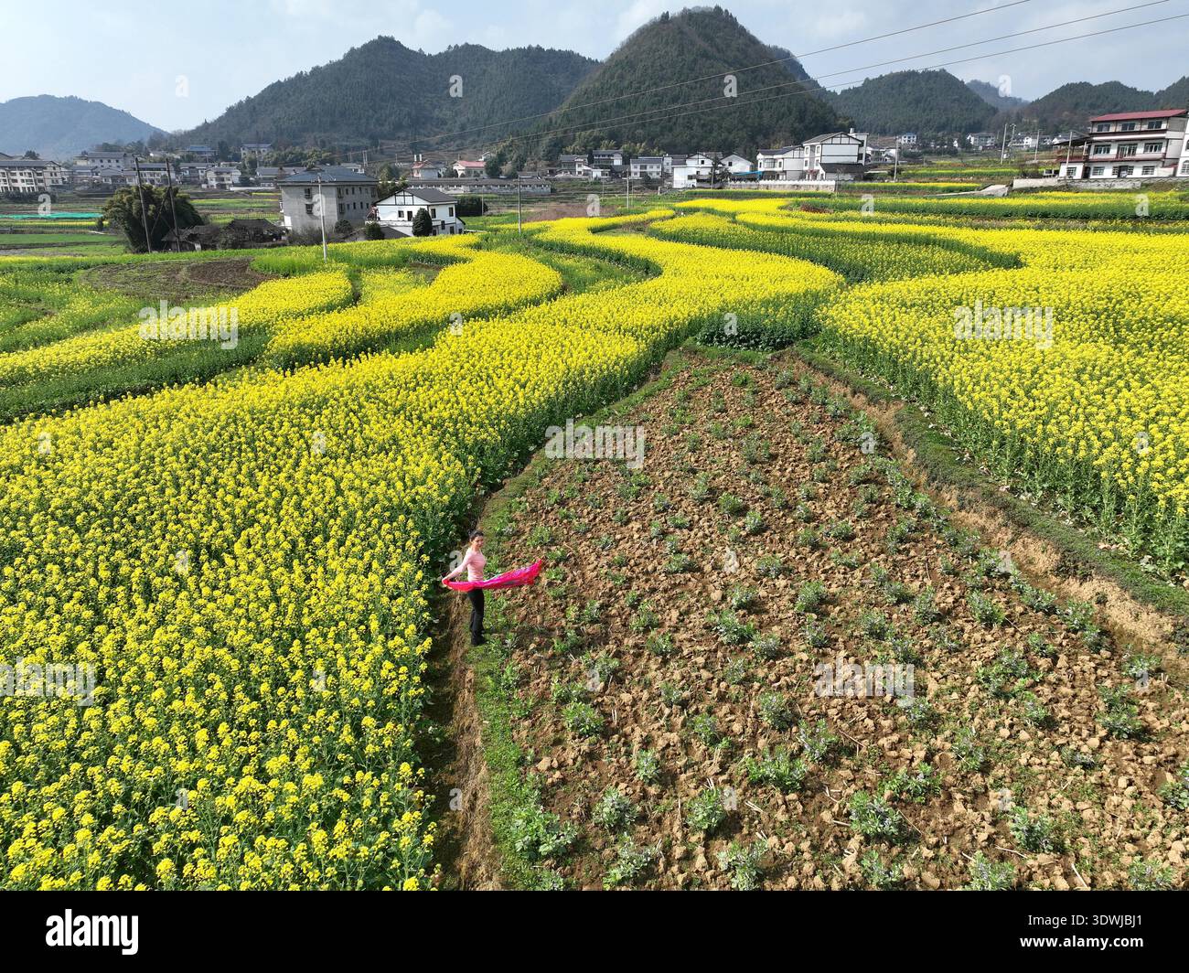 Tourists enjoy rapeseed flower fields at Heping Village, Zunyi City ...