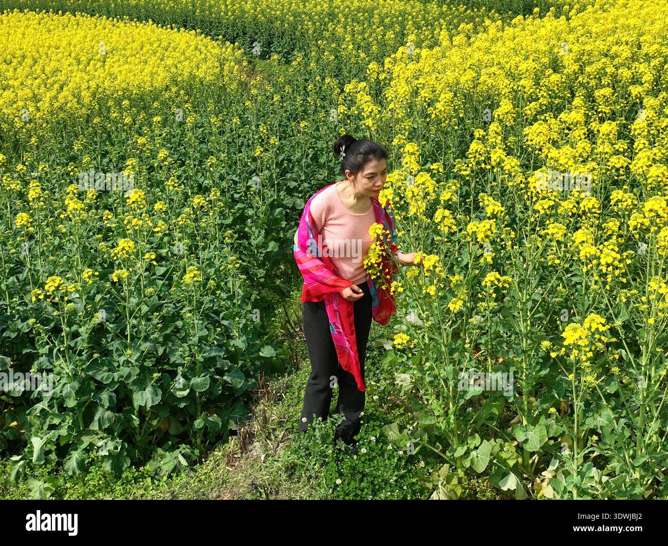 Tourists enjoy rapeseed flower fields at Heping Village, Zunyi City ...