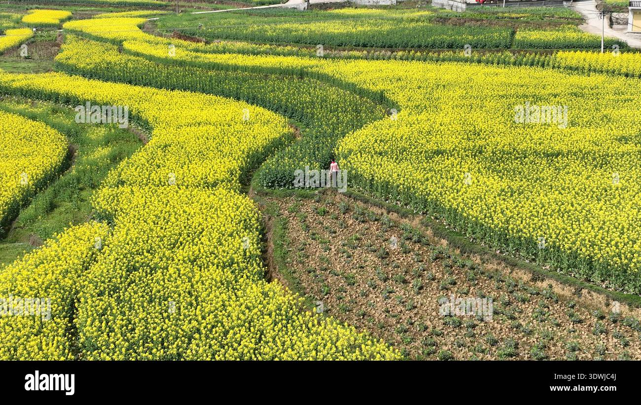 Tourists enjoy rapeseed flower fields at Heping Village, Zunyi City ...
