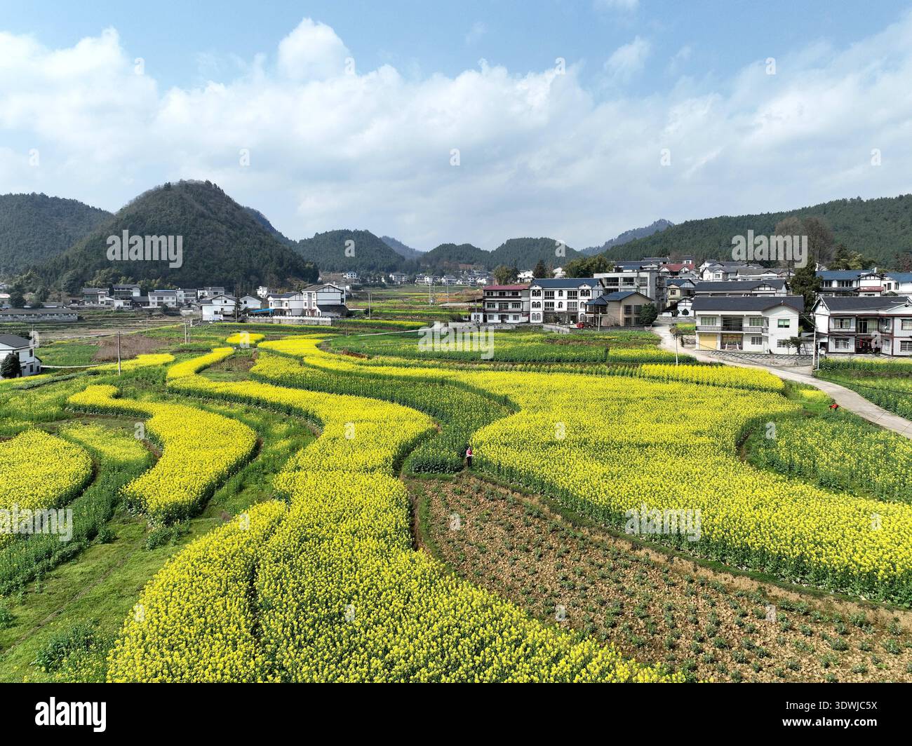 Tourists enjoy rapeseed flower fields at Heping Village, Zunyi City ...