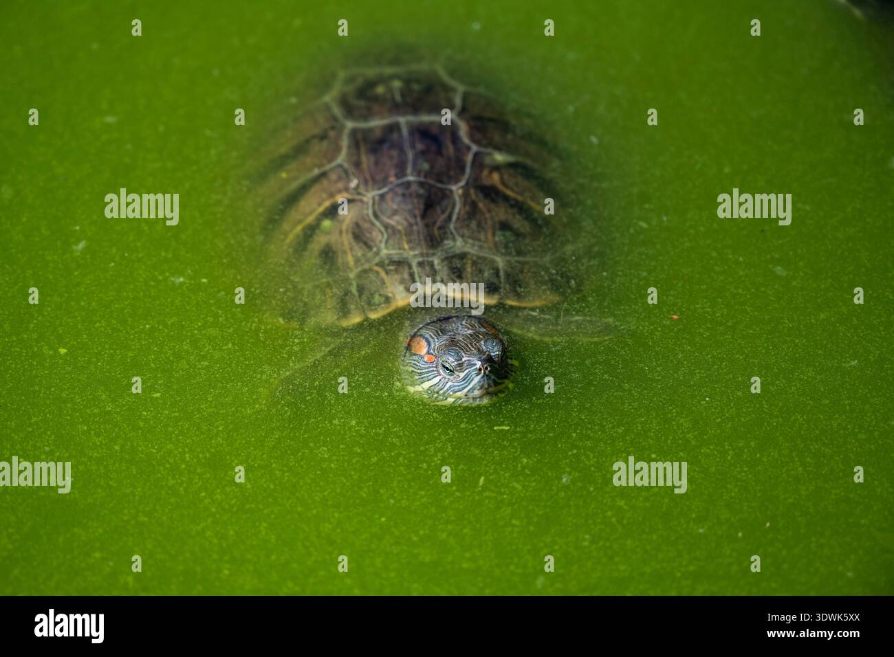 Turtle head peeking through algae, surface film dotted with duckweed ...