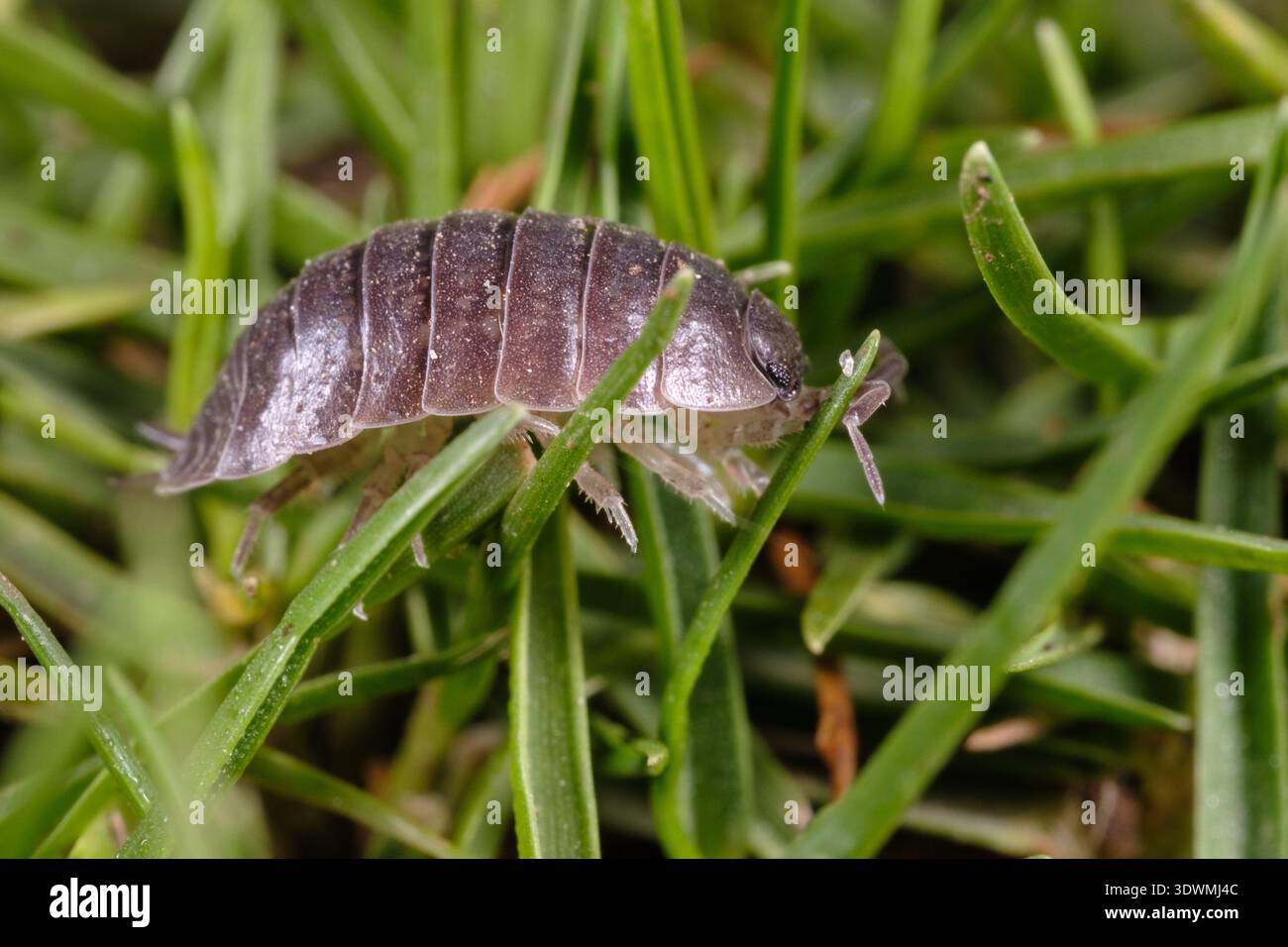 Swift woodlouse (Porcellio laevis) climbing through grass, Cairo, Egypt ...