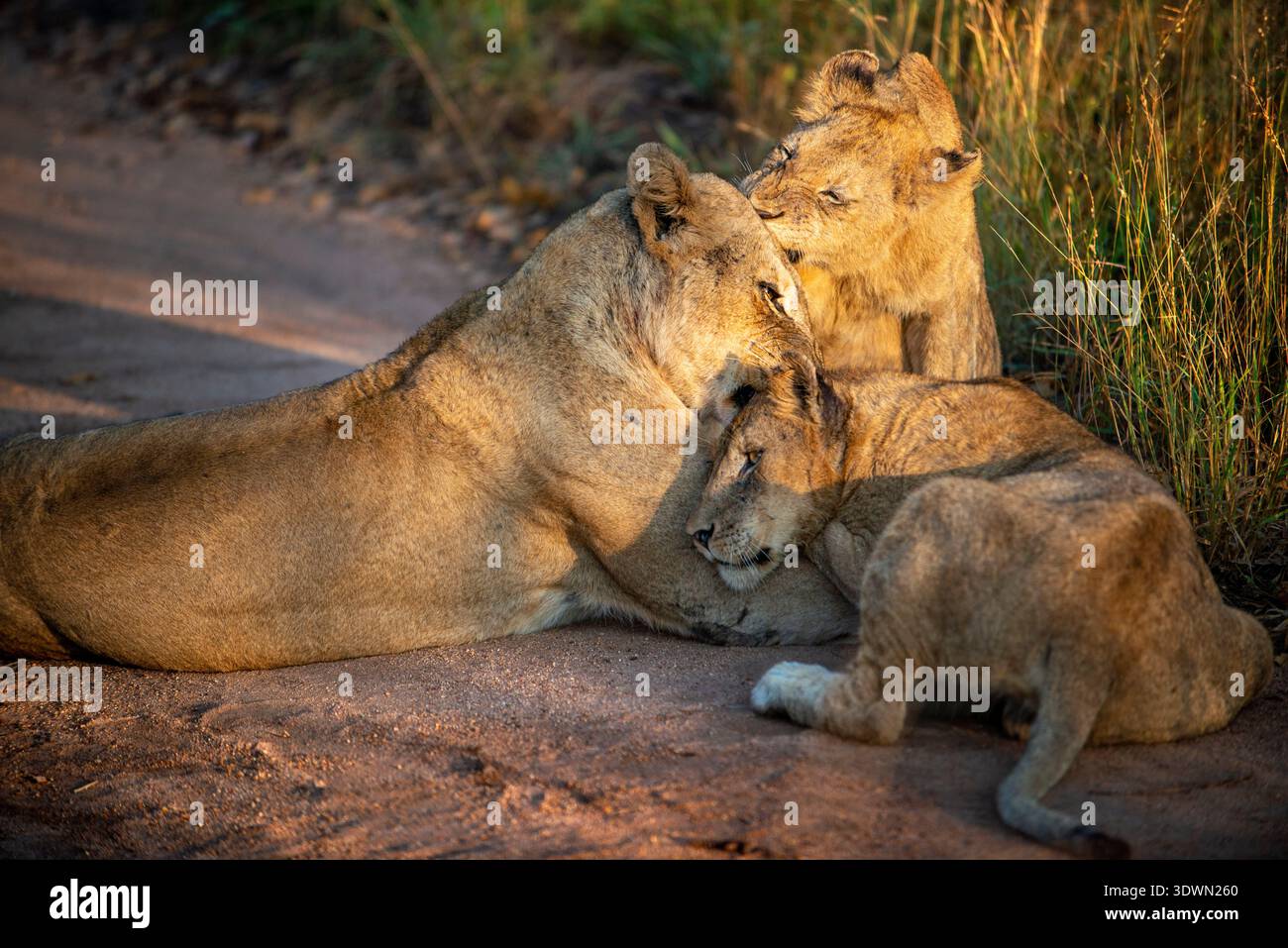 South Africa, Family, pride of lions (Panthera leo melanochaita), Mala ...