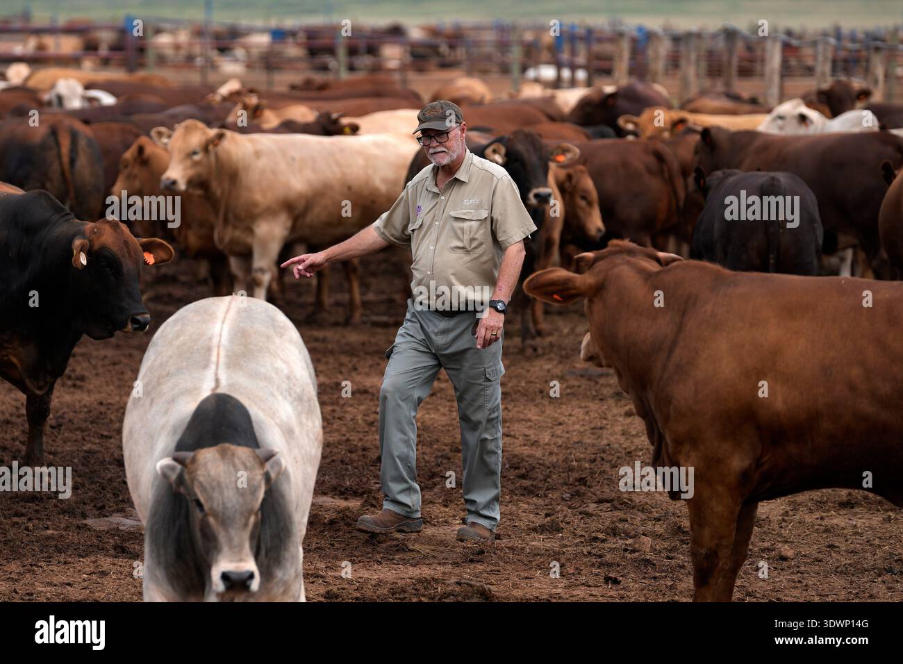 Dr. Dirk Verwoerd, a veterinarian expecting the caws at Karan Beef the ...