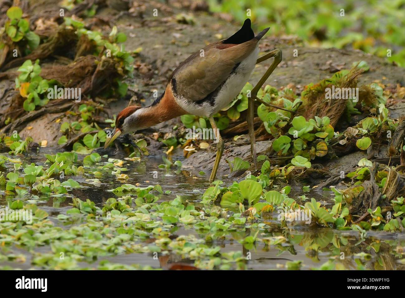 A bronze-winged jacana searches for food near a lake in Nagaon district ...