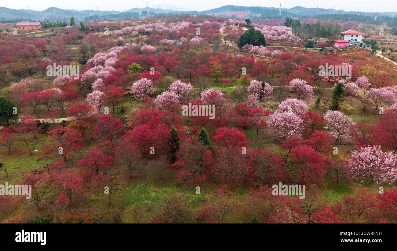 Tourists take photos under cherry blossom trees at the Weijiaqiao ...