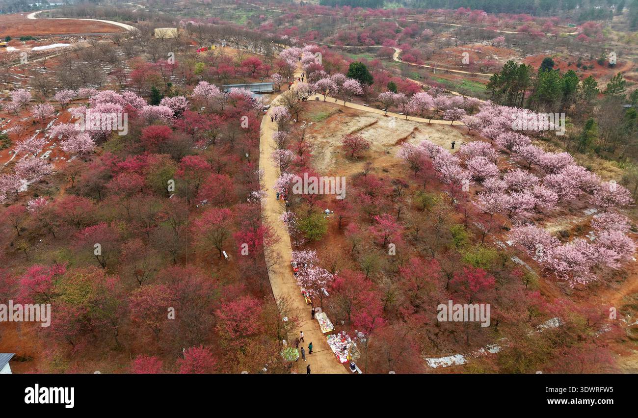 Tourists take photos under cherry blossom trees at the Weijiaqiao ...