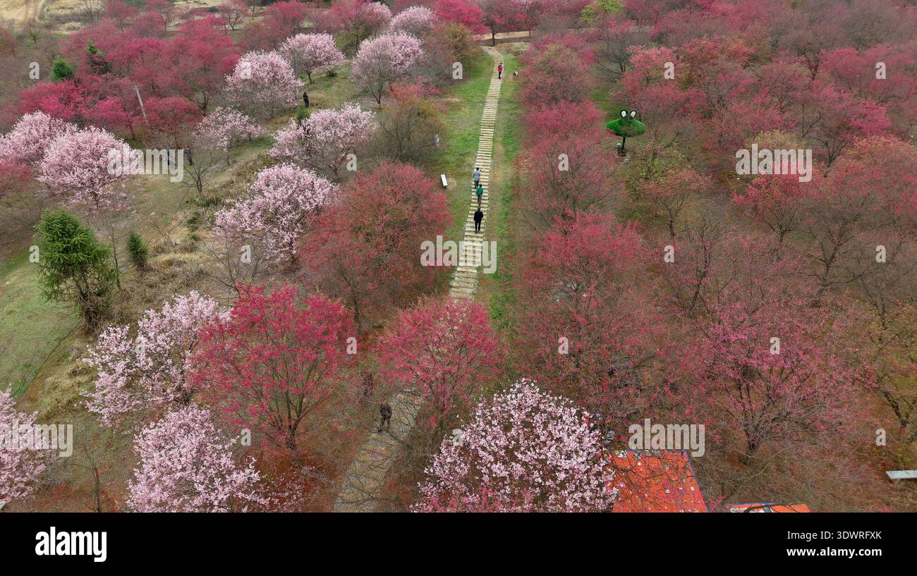 Tourists take photos under cherry blossom trees at the Weijiaqiao ...