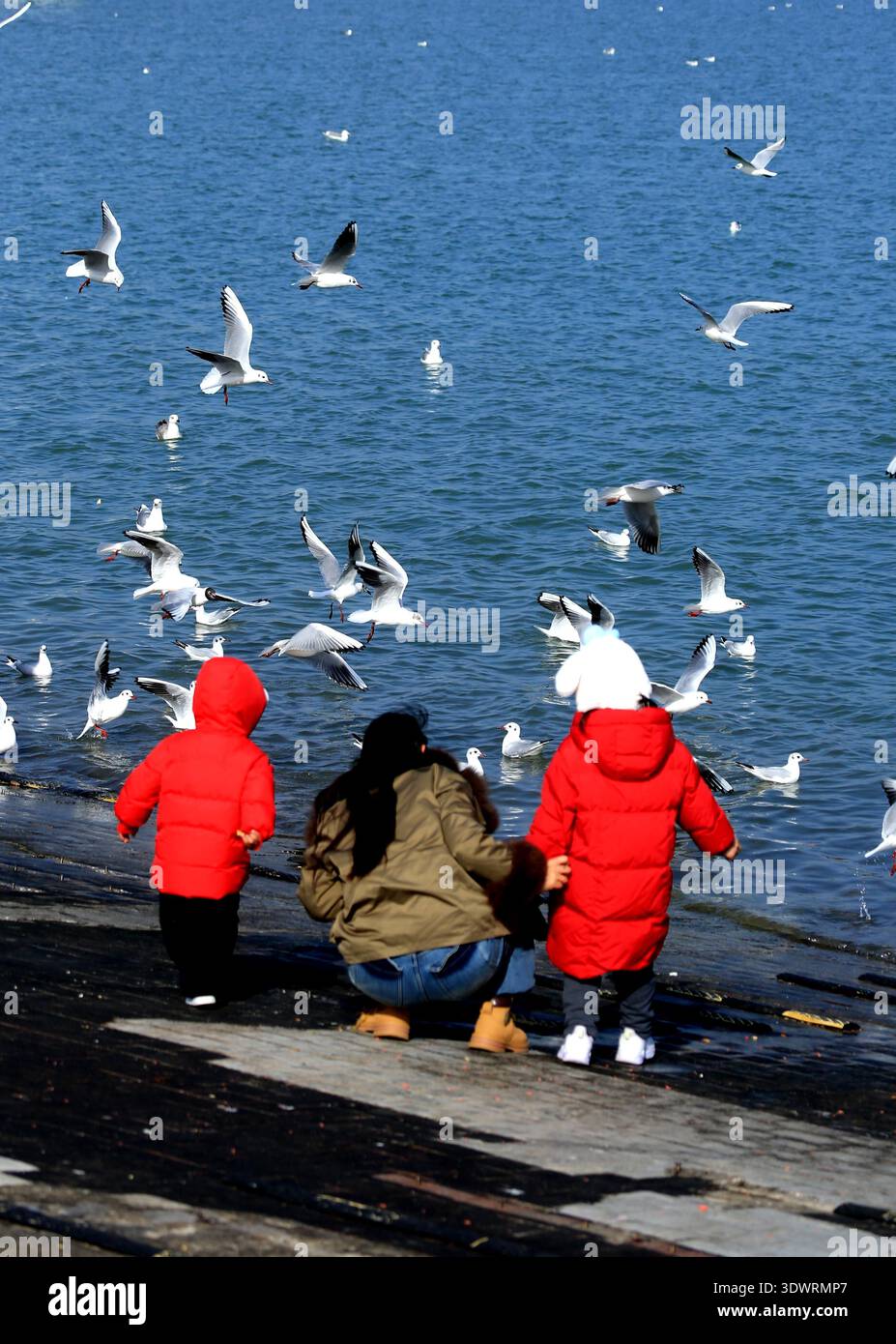 Seagulls interact with tourists in Rizhao City, east China's Shandong ...
