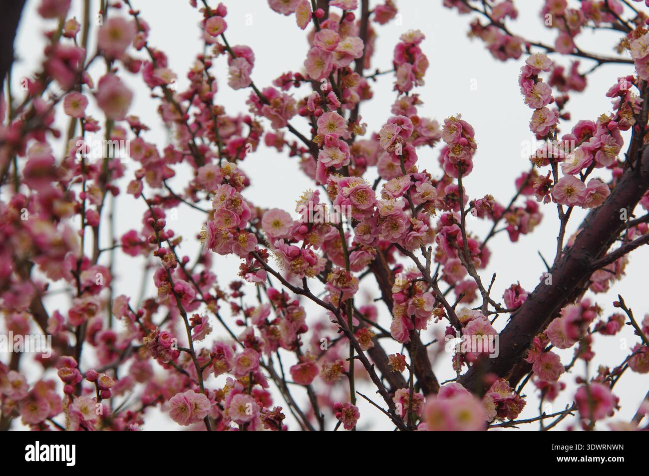 Spring flowers bloom in the rain, creating a picturesque scene in Jize ...