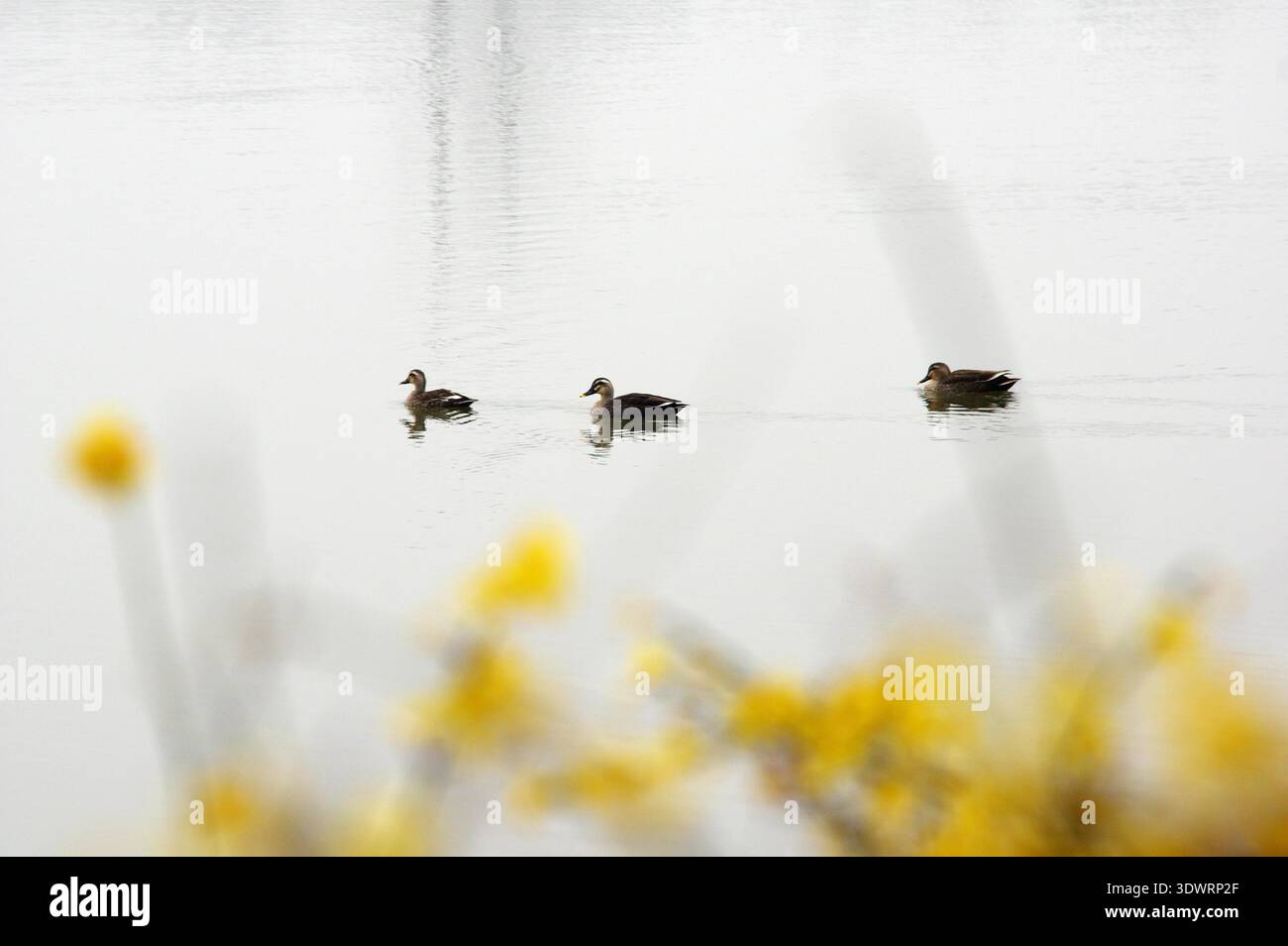 Spring flowers bloom in the rain, creating a picturesque scene in Jize ...