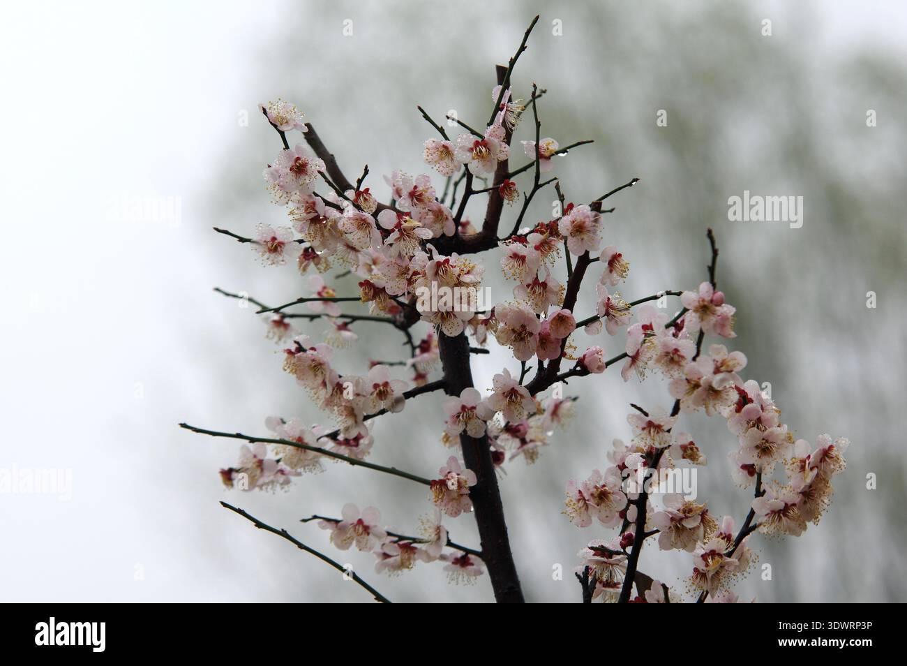 Spring flowers bloom in the rain, creating a picturesque scene in Jize ...