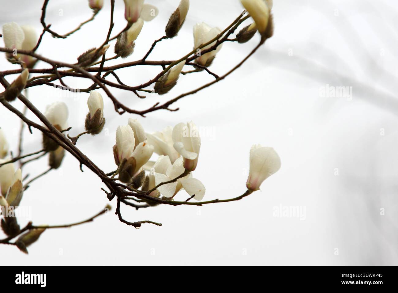 Spring flowers bloom in the rain, creating a picturesque scene in Jize ...
