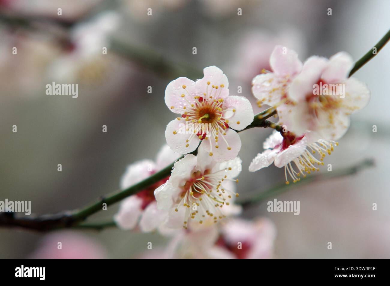 Spring flowers bloom in the rain, creating a picturesque scene in Jize ...