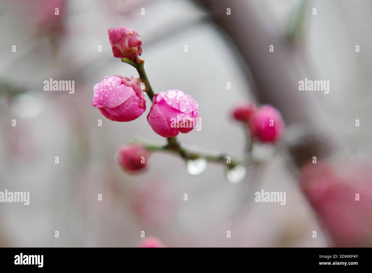 Spring flowers bloom in the rain, creating a picturesque scene in Jize ...