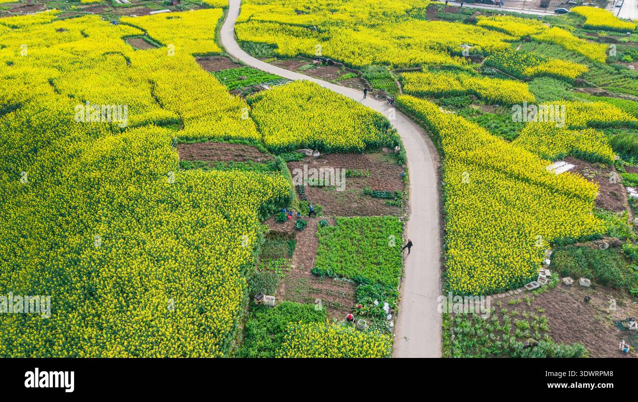 Farmers work in blooming rapeseed fields during spring planting in ...
