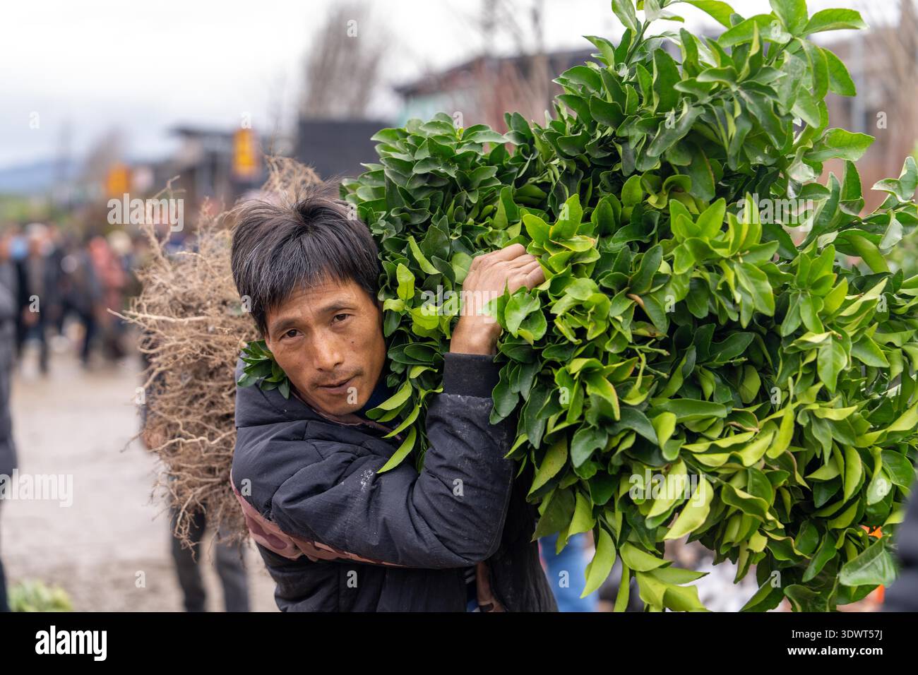 Traders flock to Lipo Flower and Tree Market in Jinhua City, east China ...
