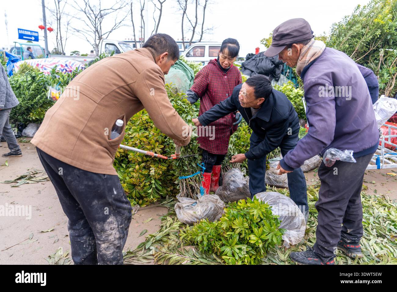 Traders flock to Lipo Flower and Tree Market in Jinhua City, east China ...