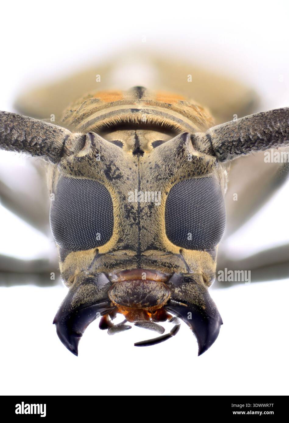 Mango-tree Longicorn Borer Beetle (Batocera numitor ferruginea ...