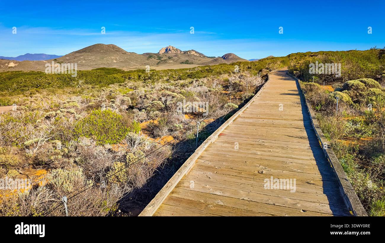 Wooden boardwalk path winding through stunted oak trees and coastal ...