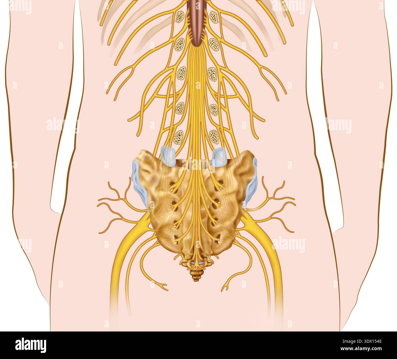 Lumbosacral plexus nerve network, illustration. The lumbosacral plexus ...