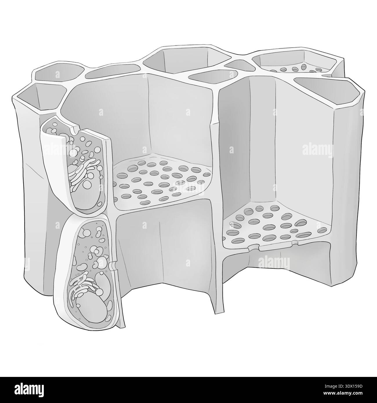 Illustration of plant phloem tissue showing the sieve tube elements ...