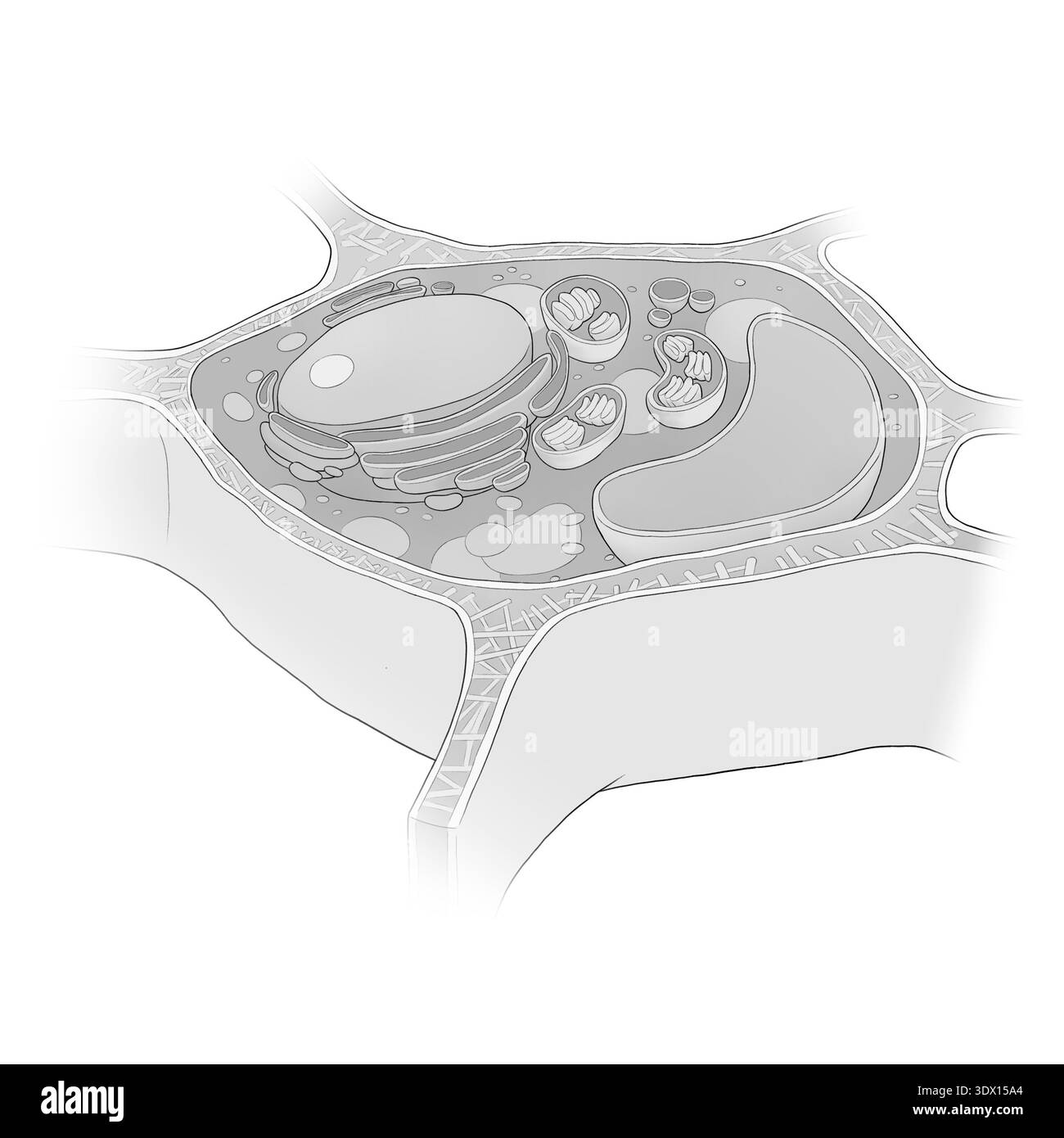 Illustration of a cross-section through a plant cell showing the cell ...