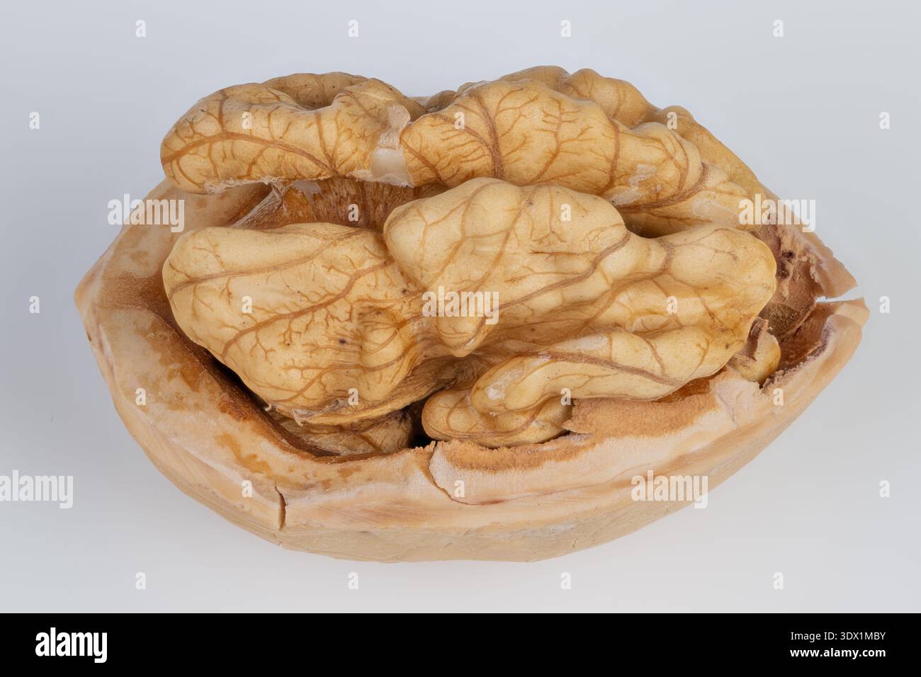 Cognitive walnut appearance. Brainsimulating walnut with detailed ...