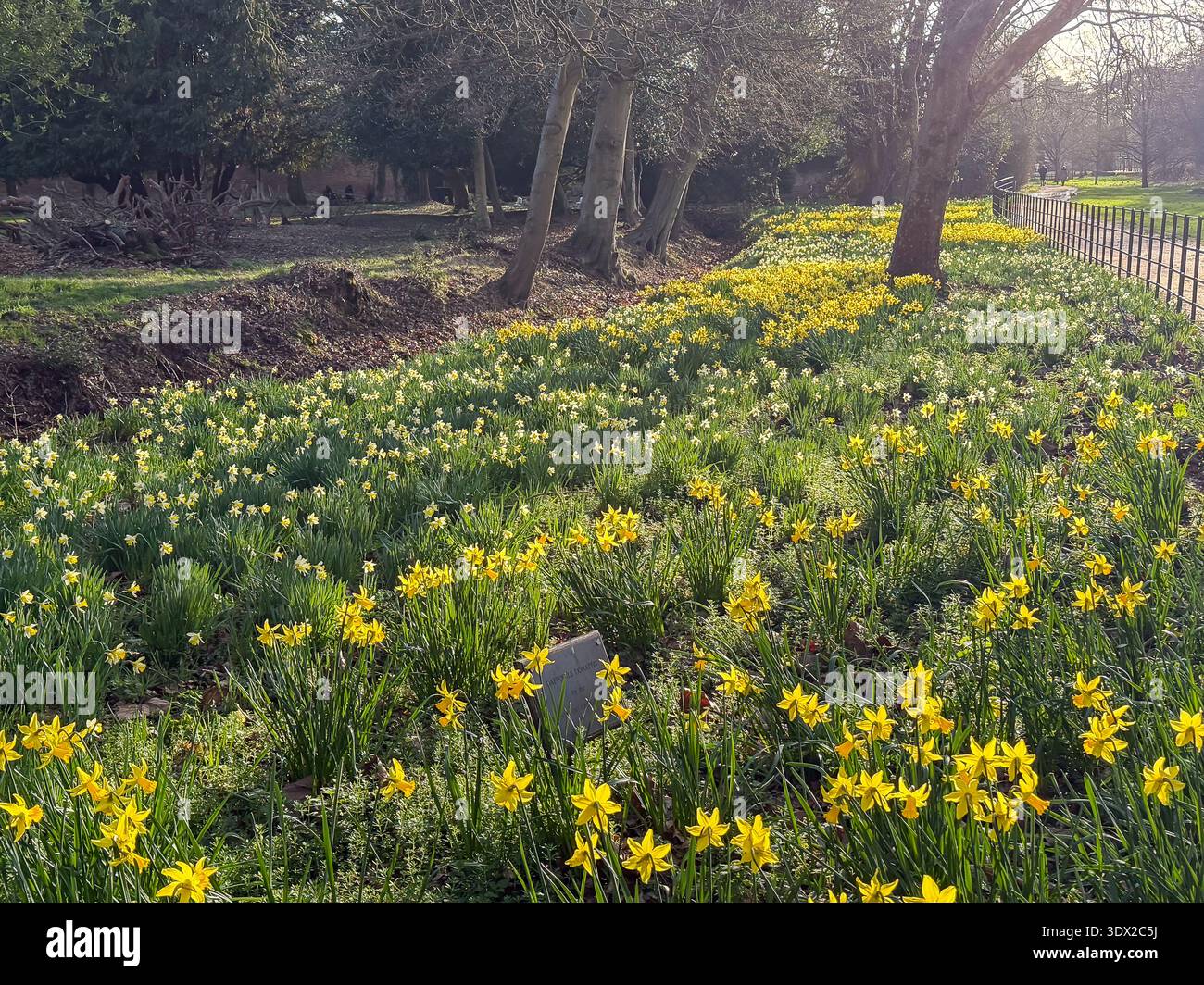 Iver Heath, Buckinghamshire, UK. 28th February, 2026. Pretty daffodils ...